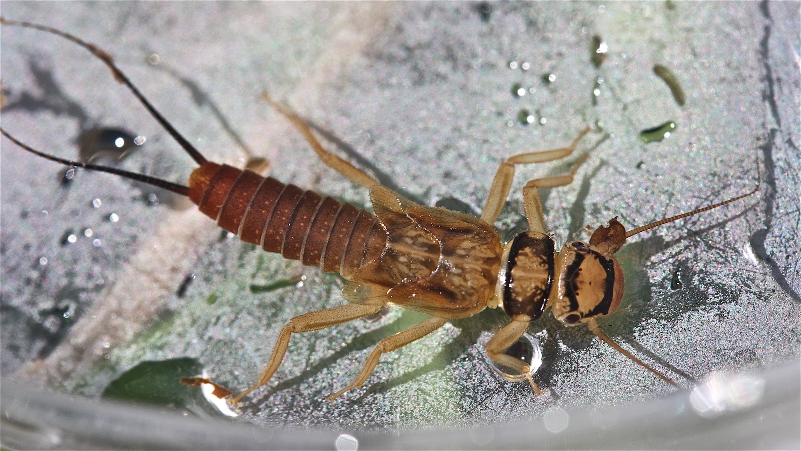 Aquatic Insects of Central Virginia: Should "Clioperla clio" be "Isoperla" clio?