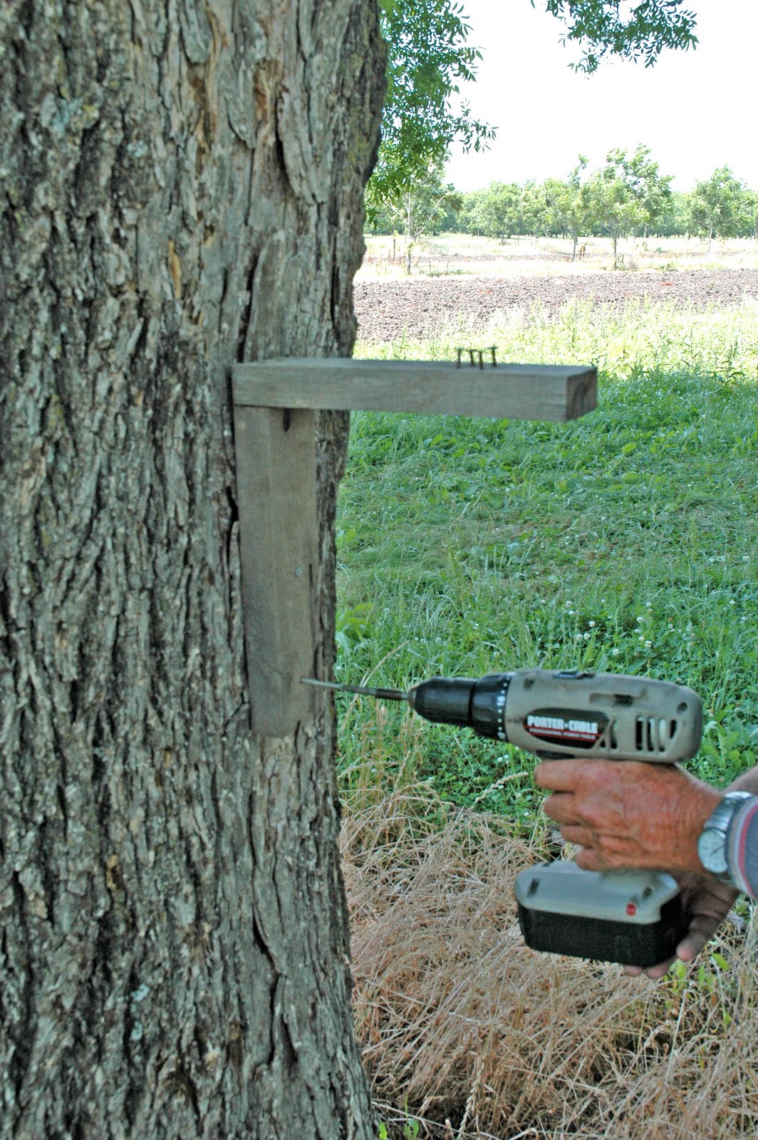 Northern Pecans: Setting squirrel traps