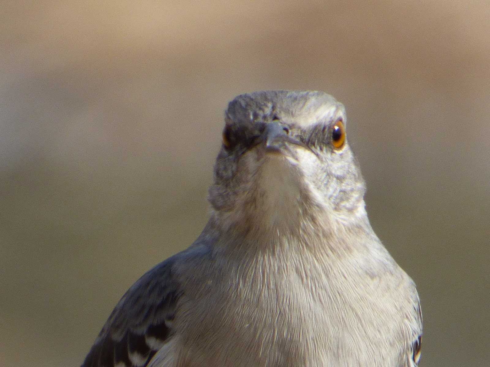 Geotripper's California Birds: One of the Obvious Ones: The Northern ...