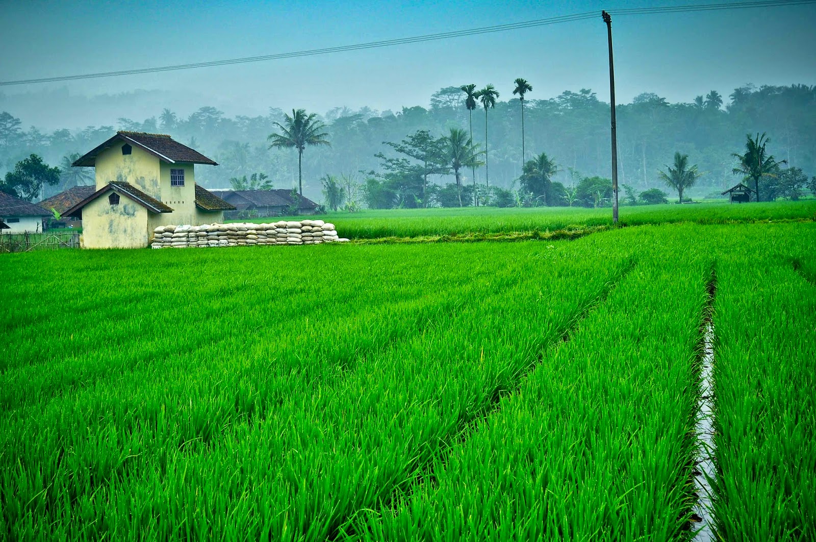 APA ITU PRODI AGROTEKNOLOGI? | Ikubaru's Blogzia