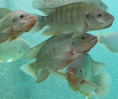 The Aquaculturists: 08/12/2014: Zimbabwean fish farm shows amazing growth