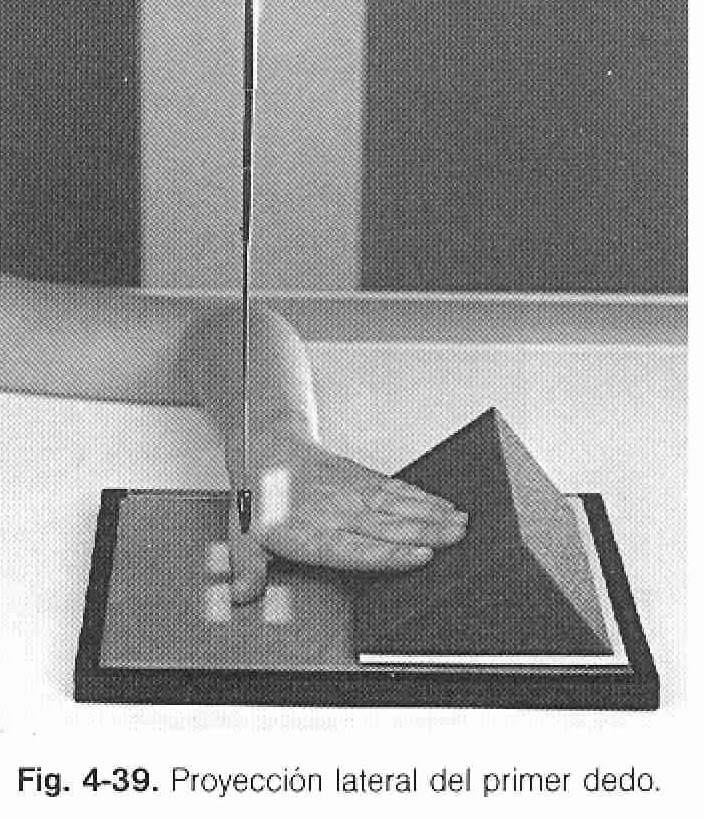 tecradiologos: PRIMER DEDO (PULGAR).