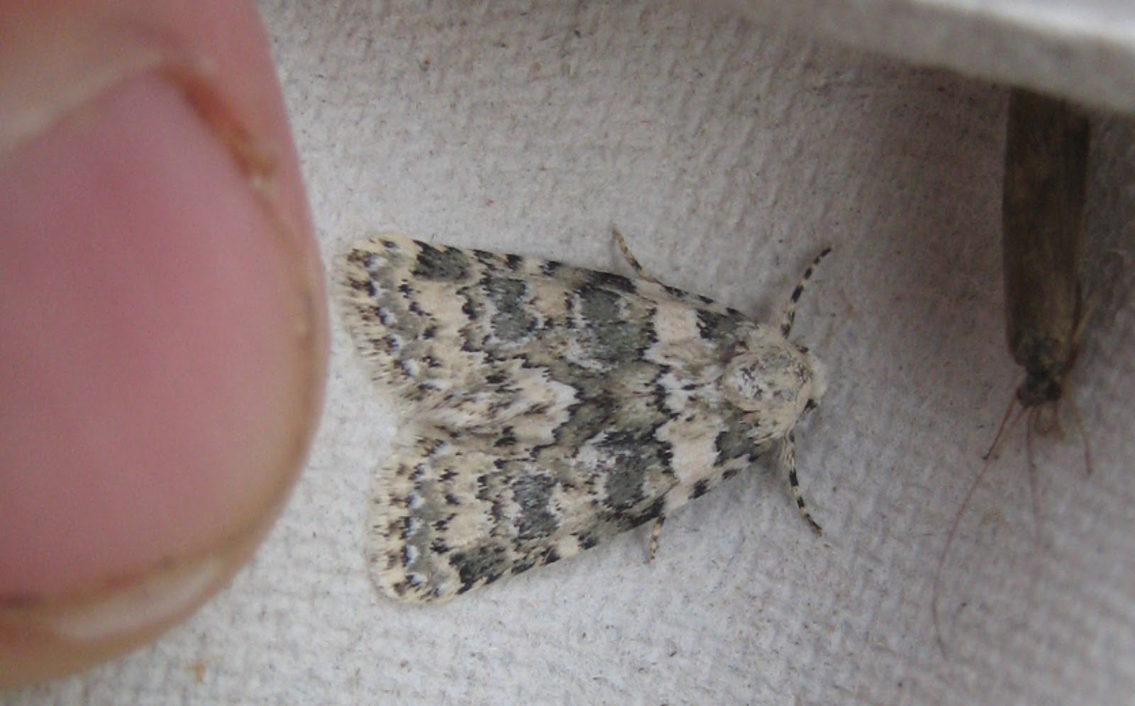 Martin's Moths: Hold the front beige