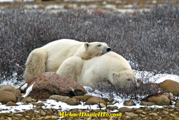 Michael Daniel Ho - The Wildlife Ho-tographer: Wildlife Photography ...