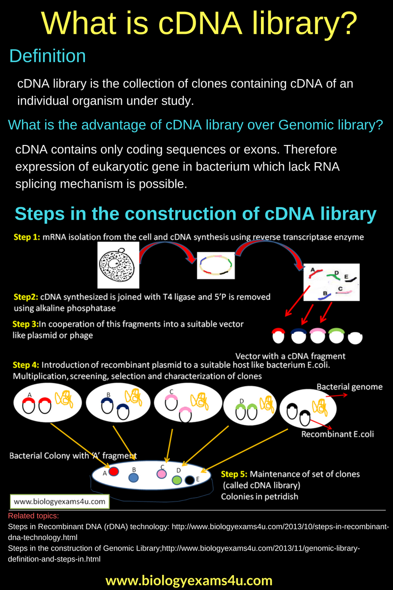 cDNA Library: Definition and Steps in the construction of cDNA library ...