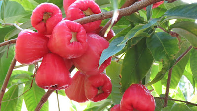 My Favorite Philippine and American Dishes: Have You Eaten a Macopa Fruit?