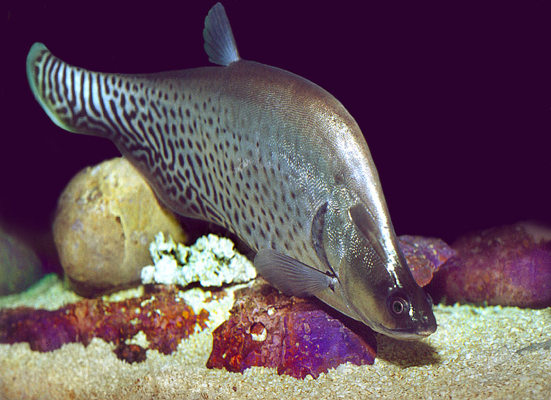 Mania de Aquário: Peixe Faca Real (royal, C. blanci)