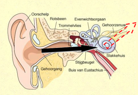 ATAXIA - ADCA - SCA: Ataxie en gehoor