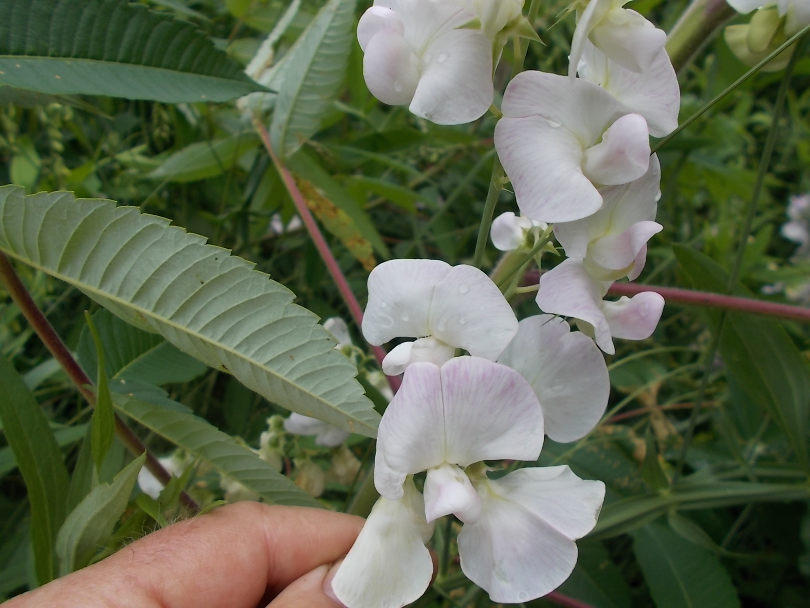 Eaton Rapids Joe: Long runs