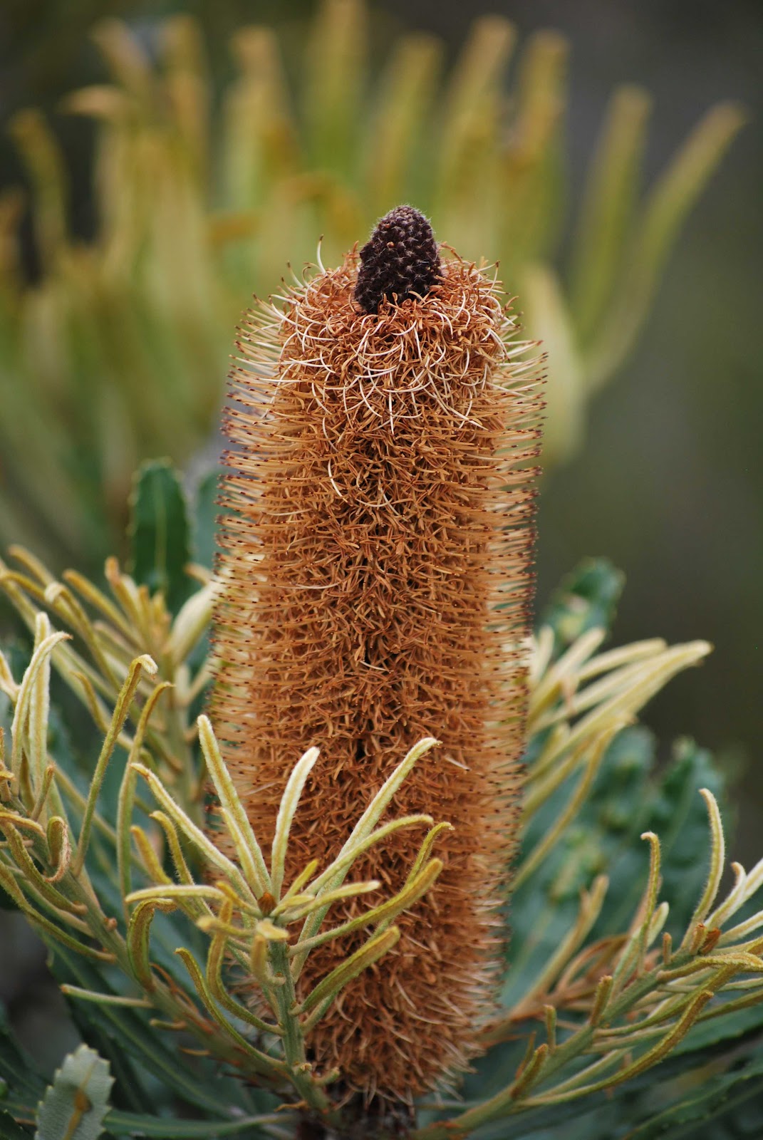 Wadjella Yorga: Banksia People