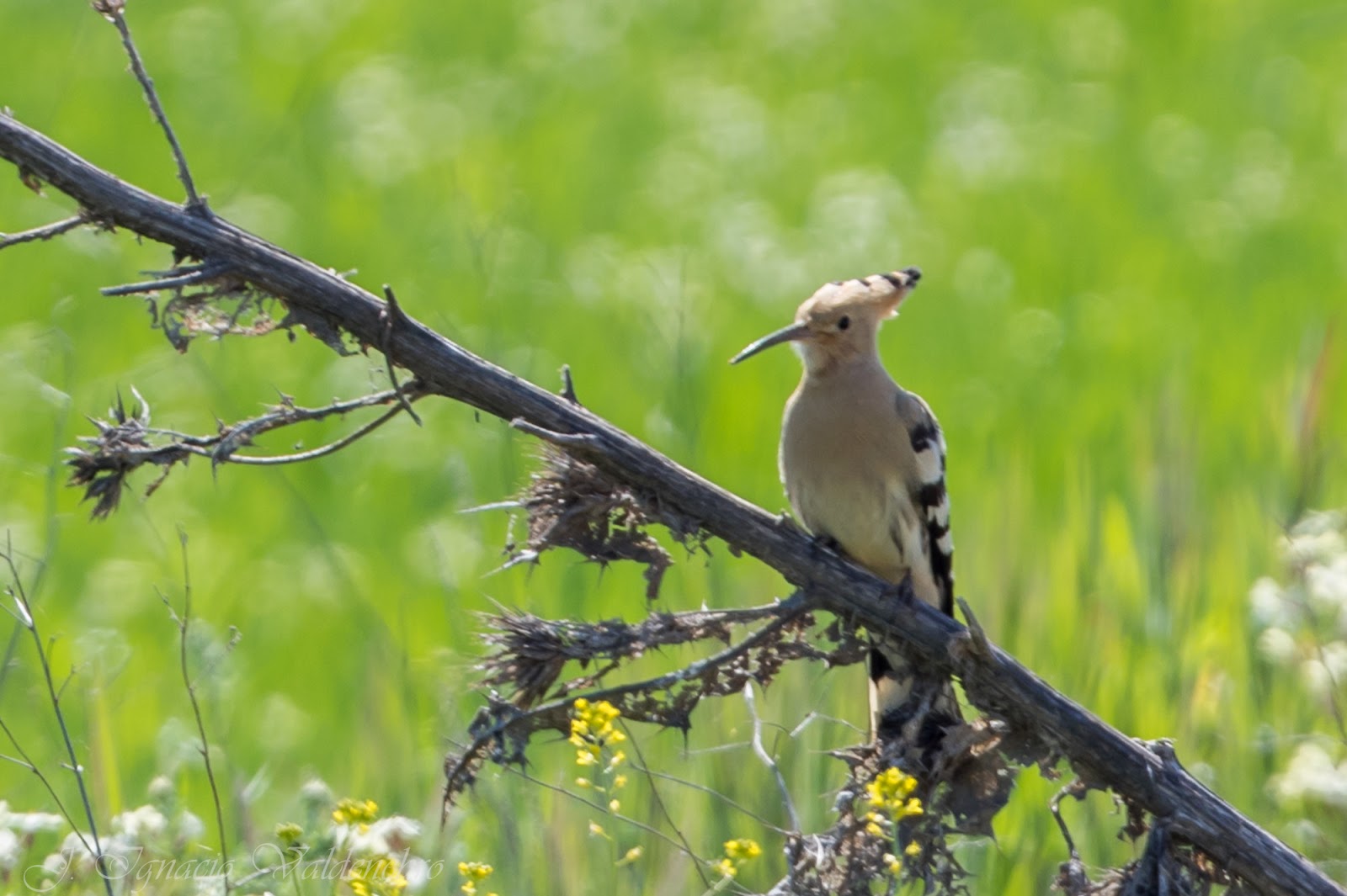 DocNatureBlog: Un ave muy, muy peculiar. Abubilla (Upupa epops). Pupa pupa.