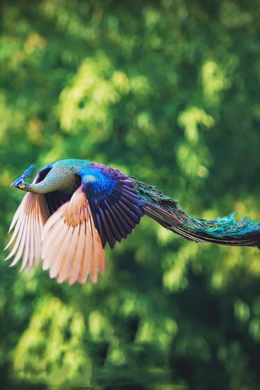 PEACOCK'S GARDEN: Flying peacock