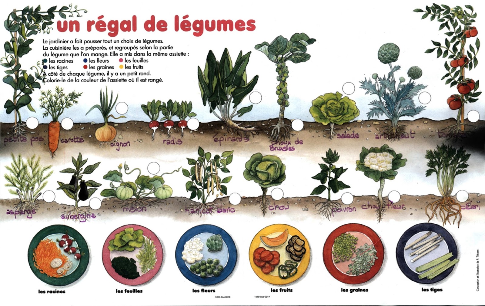 Le blog de Cathnounourse: les légumes : racines,feuilles, fruits,fleurs ...