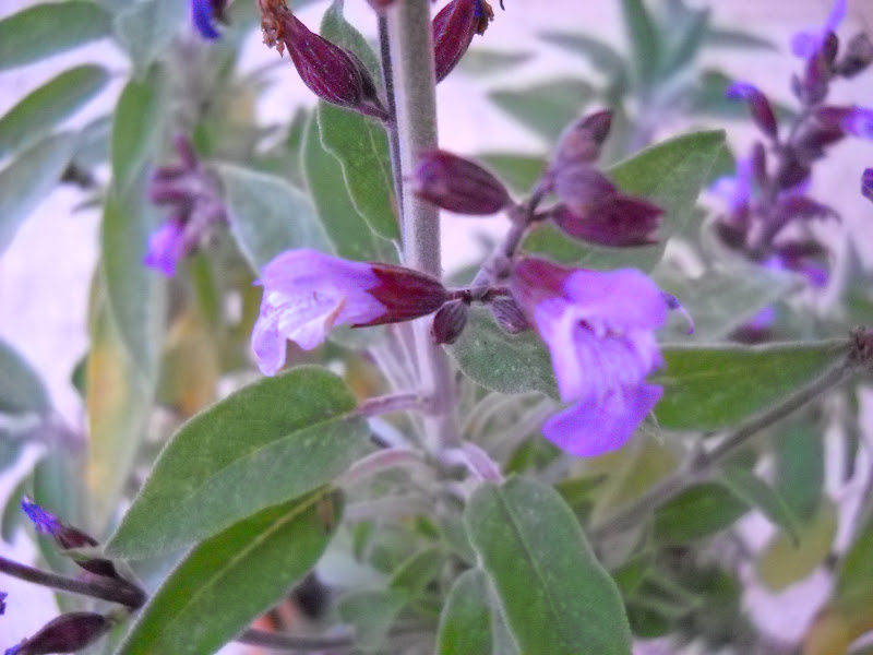 HORTA À PORTA: SALVIA OFFICINALIS (SALVA-das-boticas, salva-mansa, erva ...