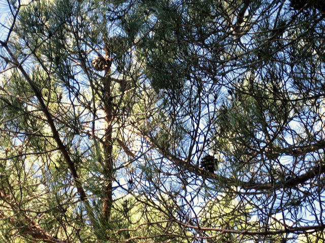 Árboles con alma: Pino piñonero. Pi pinyer. (Pinus pinea)