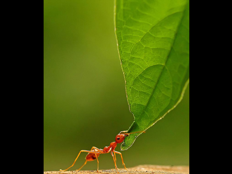 Ants Dancing on One Foot