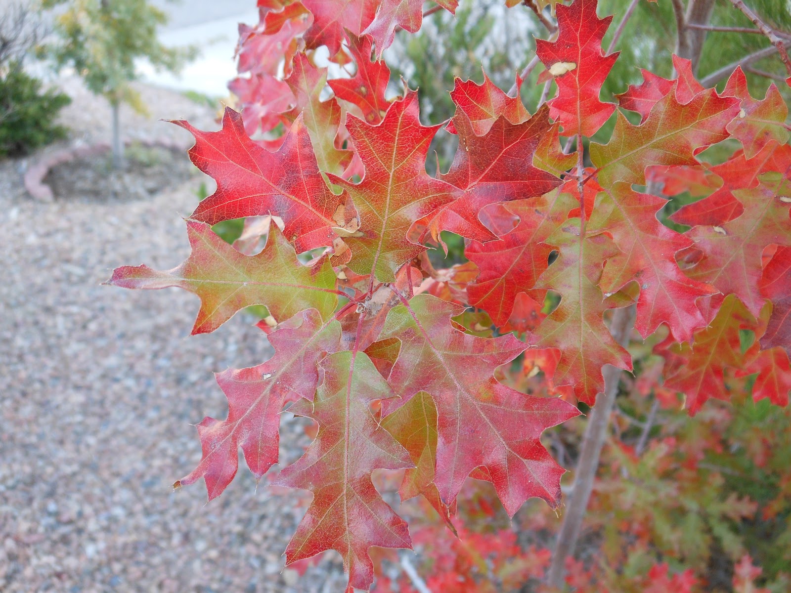 Trees That Please Nursery: 30 Days of Fall Foliage, Sunday November 11th.