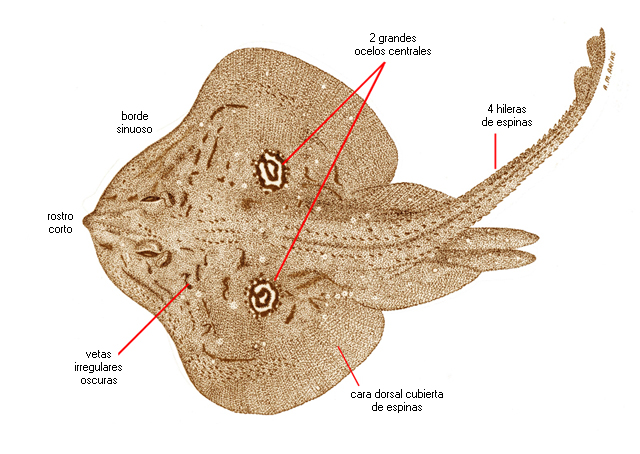 DIVERSIDAD DE PECES CARTILAGINOSOS DE AGUA SALADA : junio 2013