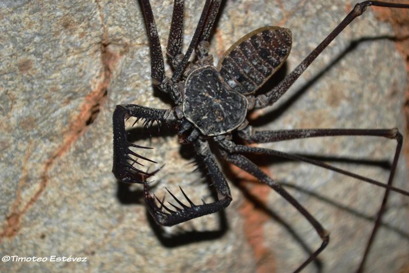Los Guabás (Phrynus longipes) | Con mi Nokia en la mano.