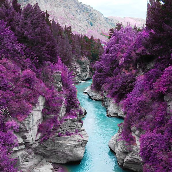 Infinitul Meu: Wisteria Tunnel - Tunelul de Flori din Japonia