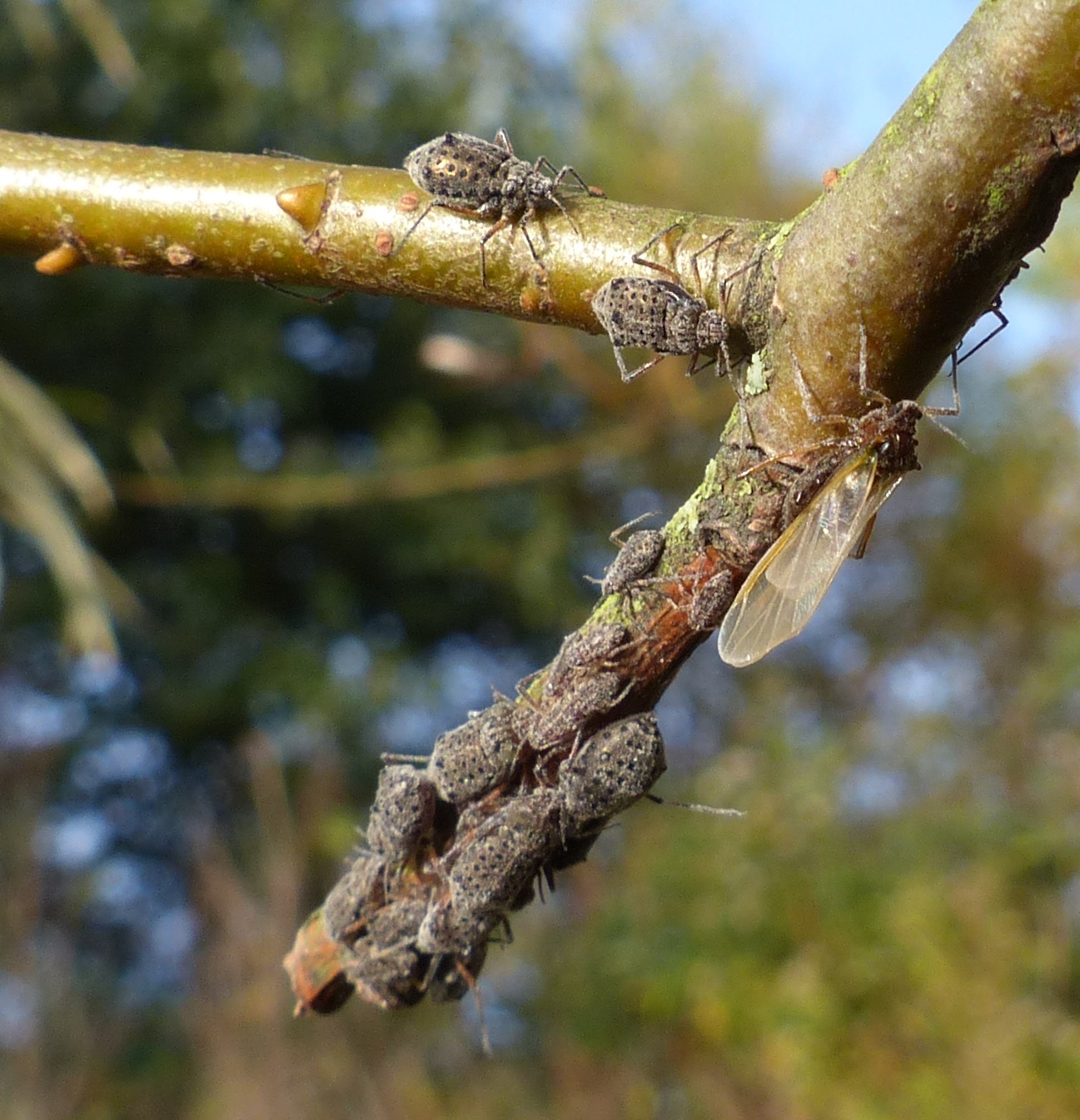 A Field Notebook: October 2016