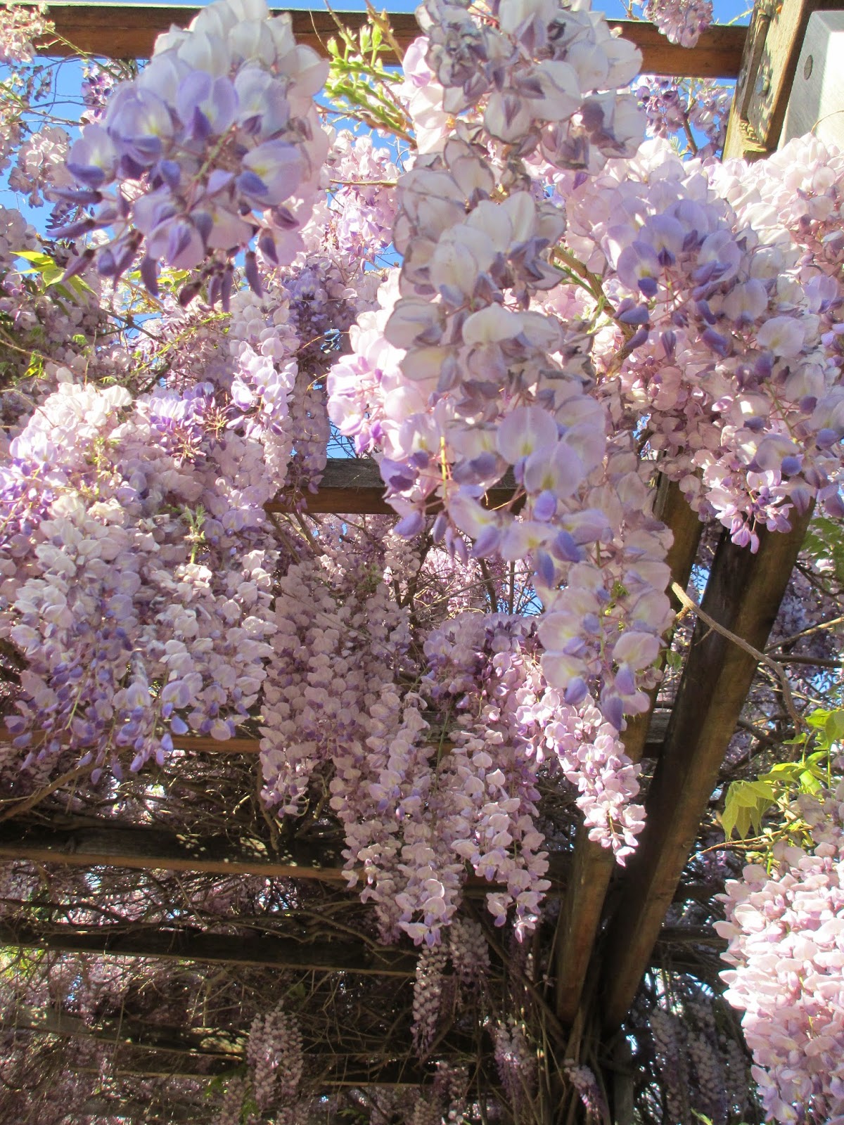 La Mar de VeRde: WISTERIA SINENSIS O GLICINA