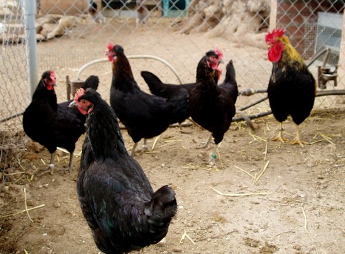 Festival de la gallina chilota en chonchi