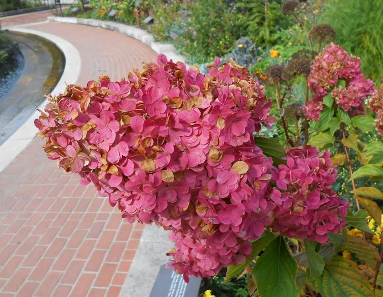 My Virtual Garden: October Flowers in Chicago