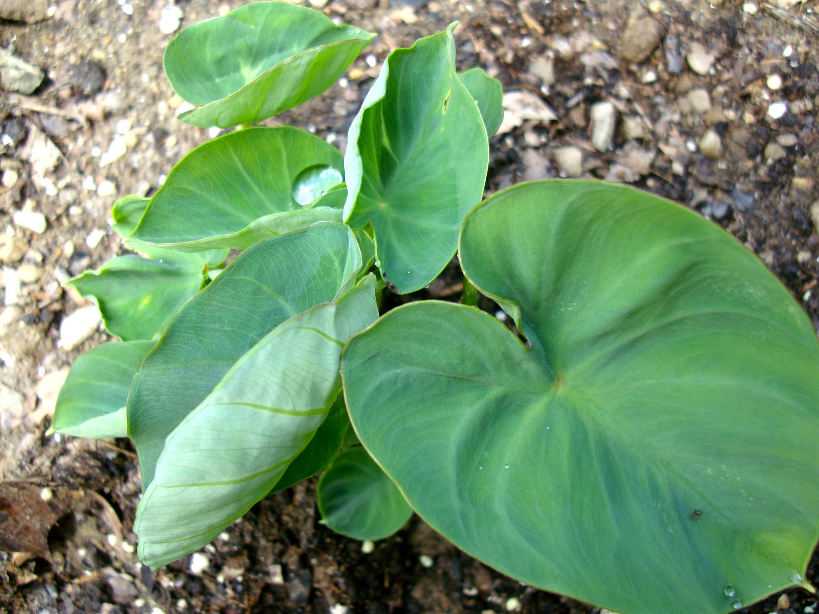 Taste of Nepal: Karkalo-Gaava-Pidhaalu - Taro (कर्कलो-गाभा-पिँडालु)