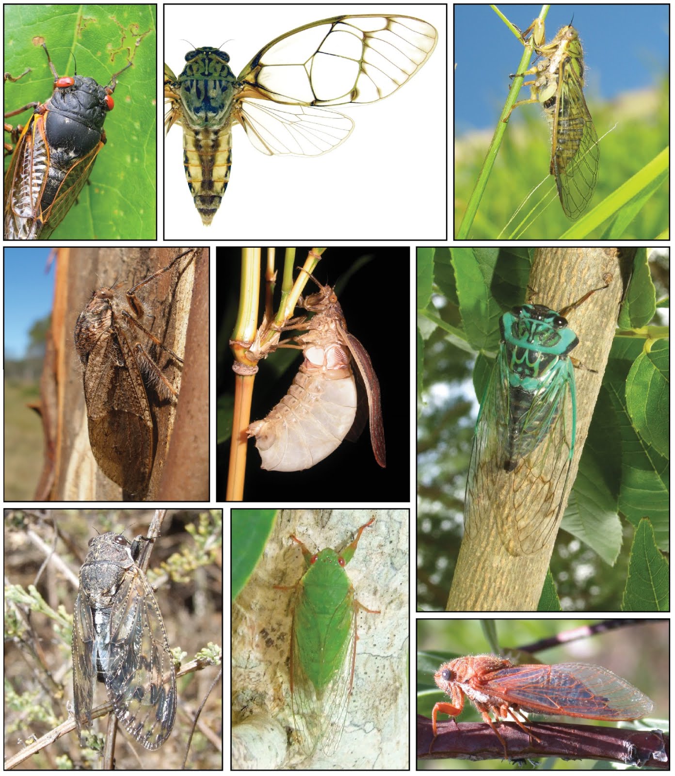 Species New to Science: [Entomology • 2018] A Molecular Phylogeny of ...