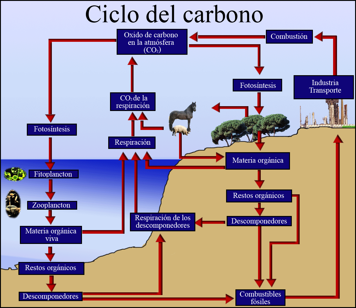 Ciencias de la Tierra y Medio Ambiente: Biosfera: dinámica de los ...