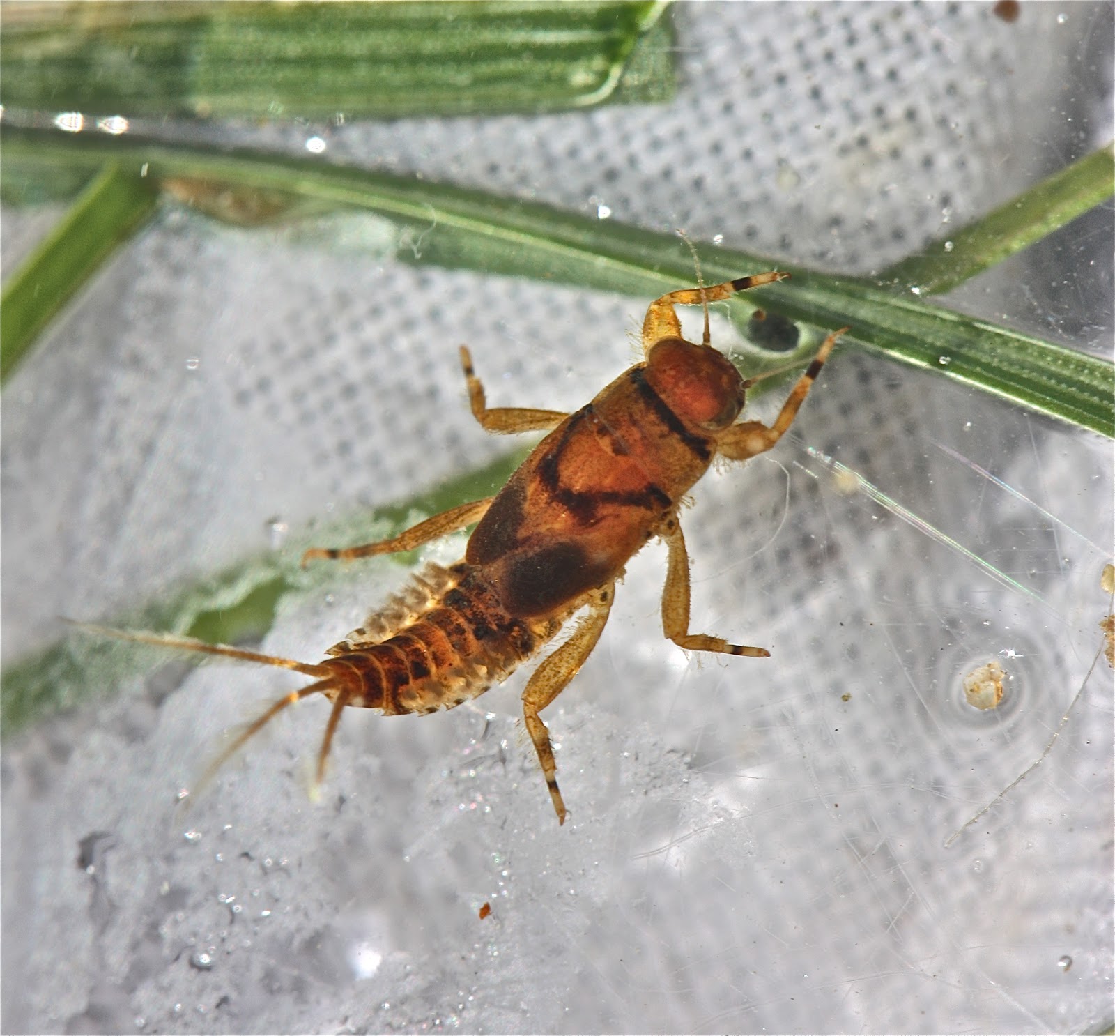 Aquatic Insects of Central Virginia: Thoughts on the Spiny Crawler ...