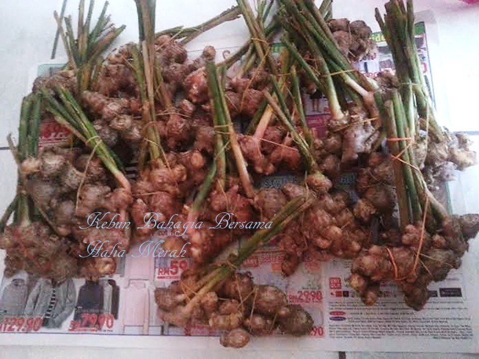 Kebun Bahagia Bersama: Umbisi Halia Udang