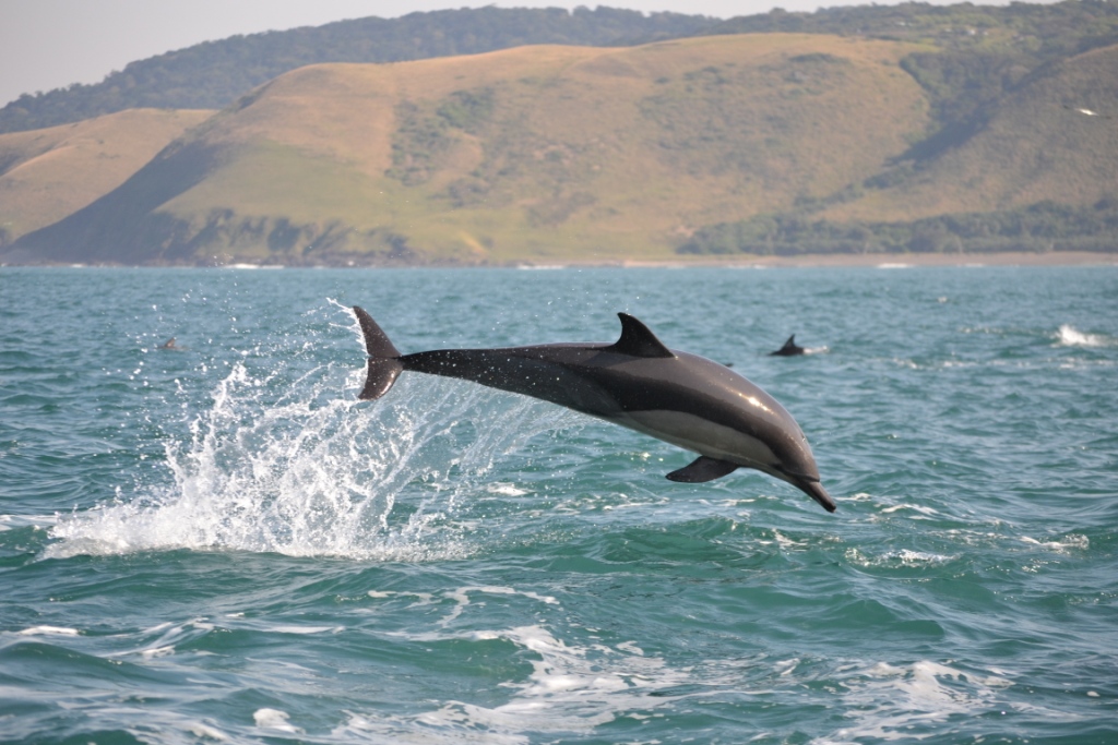 Offshore Africa Port St. Johns: An outstanding dolphin hunting day