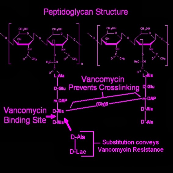 Fun With Microbiology (What's Buggin' You?): Vancomycin Dependant ...