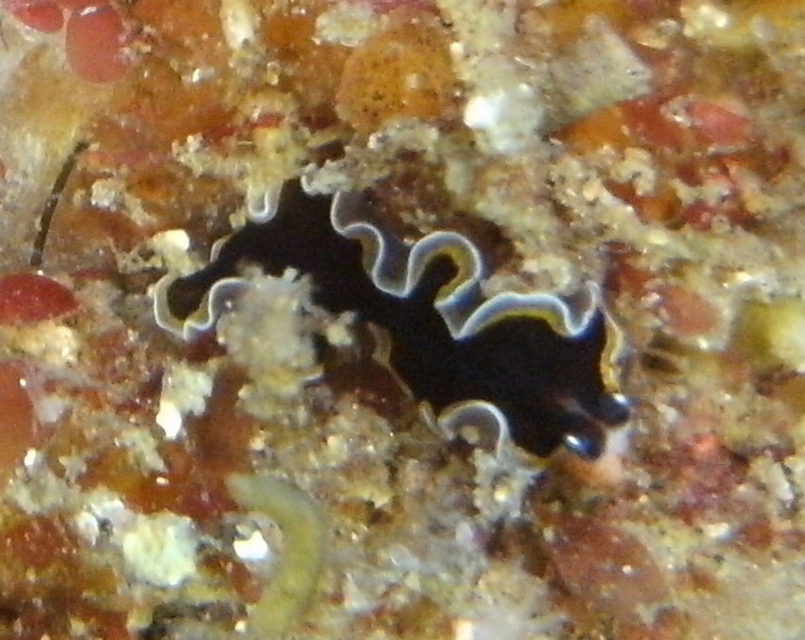 Kava in Australia: Sea Slugs of New South Wales