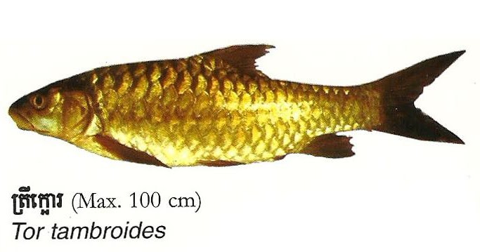 Anajak Photo: Tor Tambroides