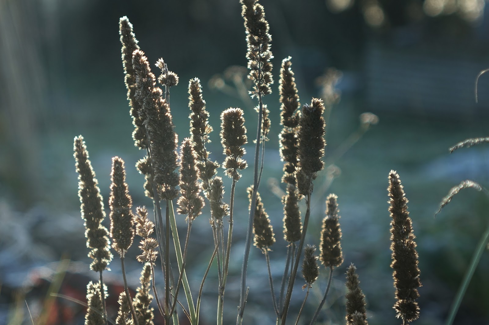 My Wildlife Allotment: Frosted seed heads and sparkling grasses