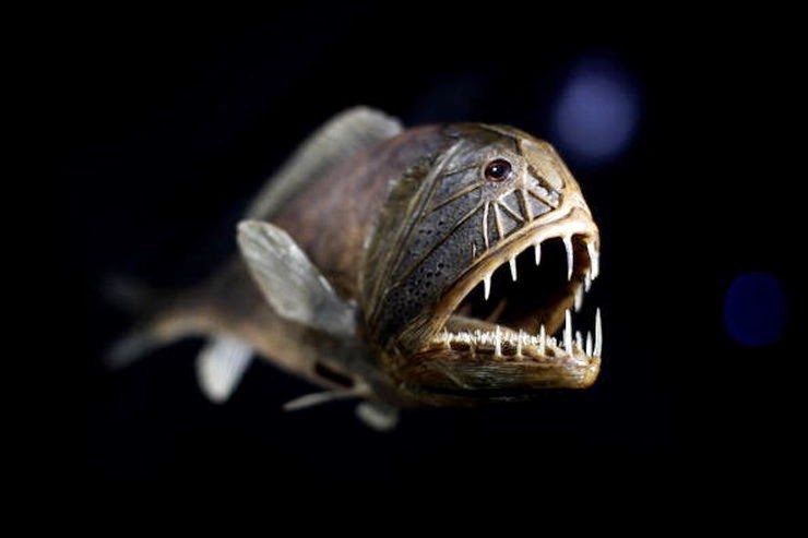 Najbrzydsze zwierzęta świata: Ryba-ogr