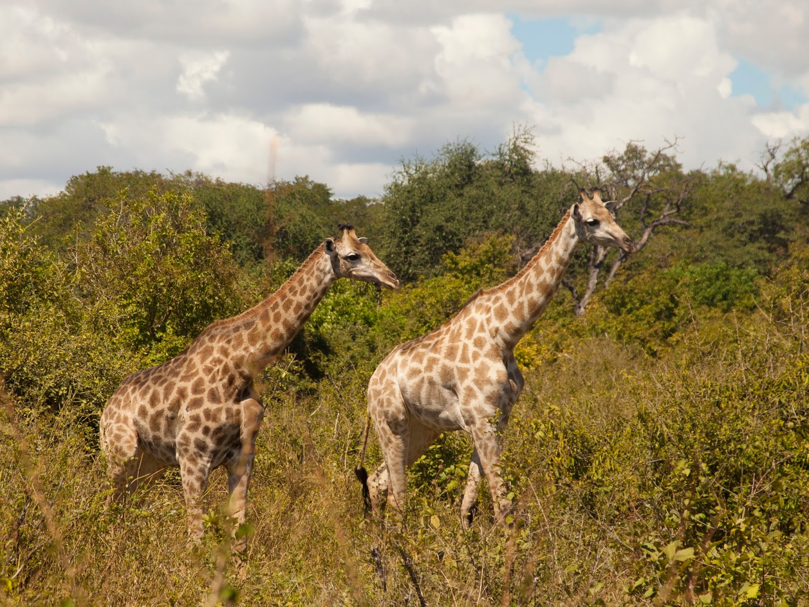 Travels with Craig and Jeri: AFRICA 2017 Days 6-12