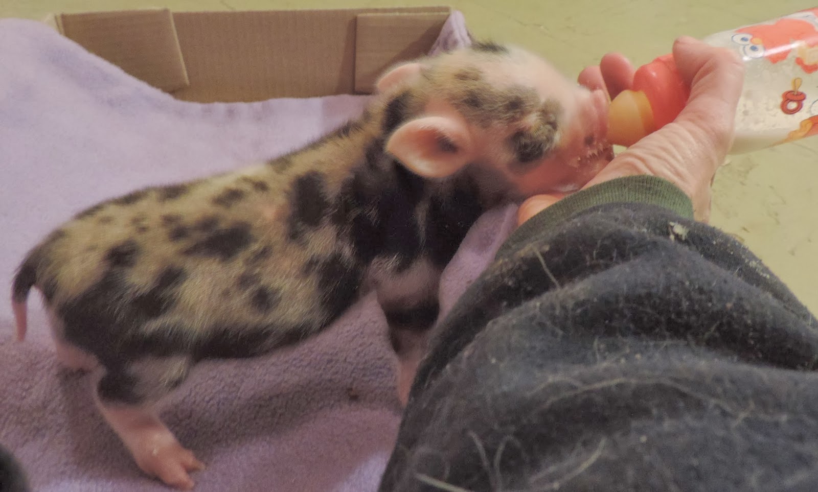 S/He's just a baby - what a pig is teaching me about puppies - Andrea ...