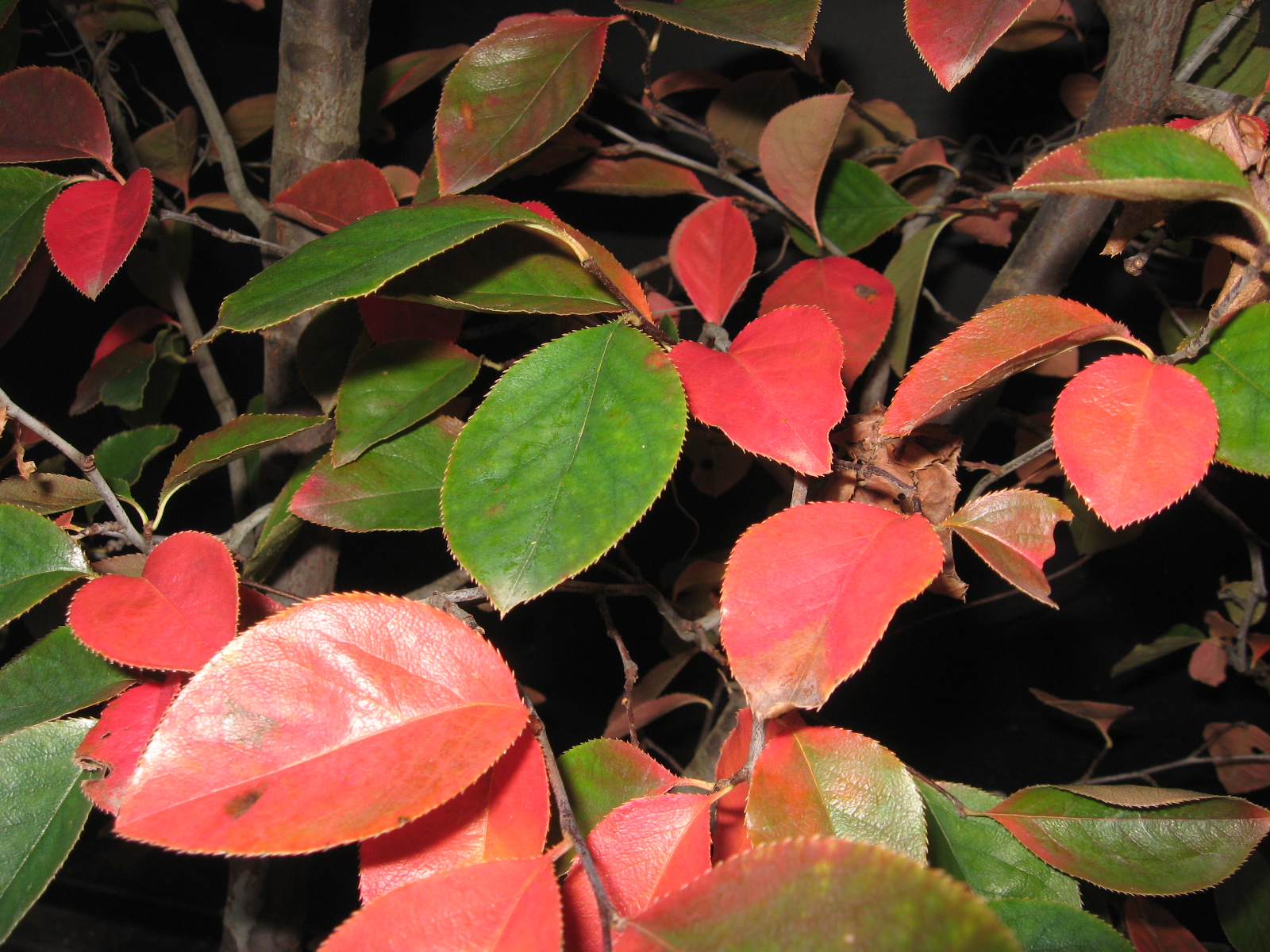 Bonsai Beginnings: Pseudocydonia sinensis- Karin seed