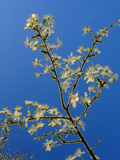 hareketli resimler: Hareketli Bitki Resim ve Gifleri
