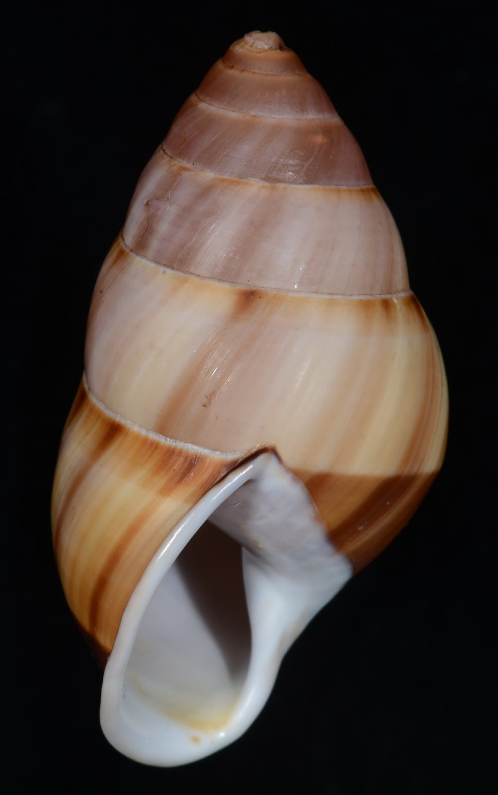 Dr. Lee's Gallery Museum: Amphidromus inversus annamiticus 45.11mm ...