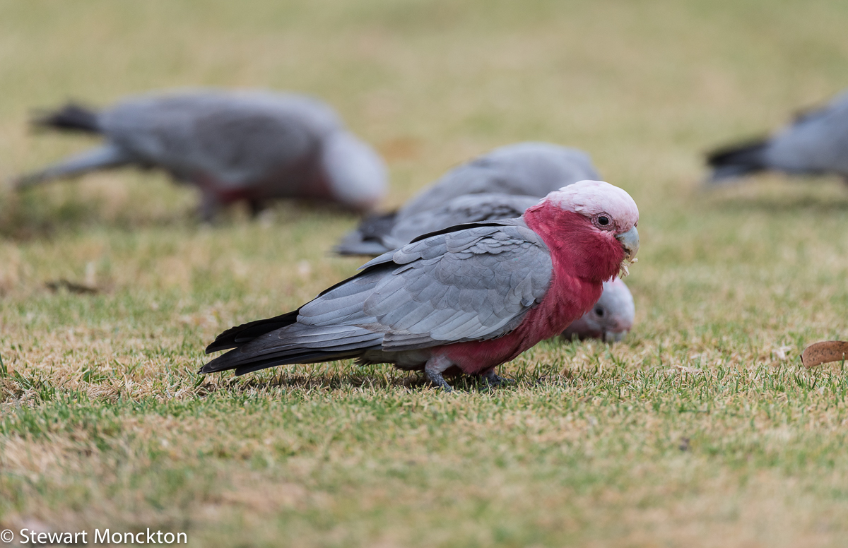 Paying Ready Attention - Photo Gallery: Wild Bird Wednesday 303 - Galah