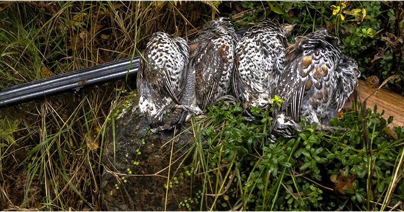 Eräillen: Kanalintukauden avaus, pyyn metsästys