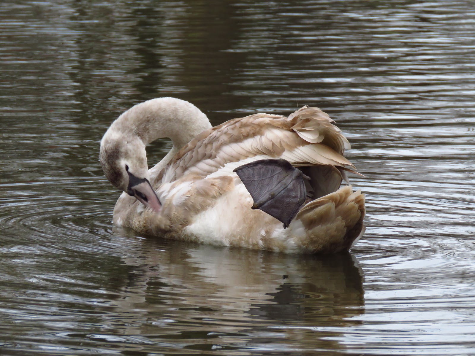 The Rattling Crow: Mute Swans drying and tucking foot