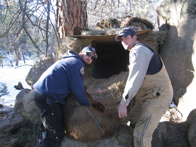 Southern Rockies Nature Blog: Building Bear Dens in Southern Colorado