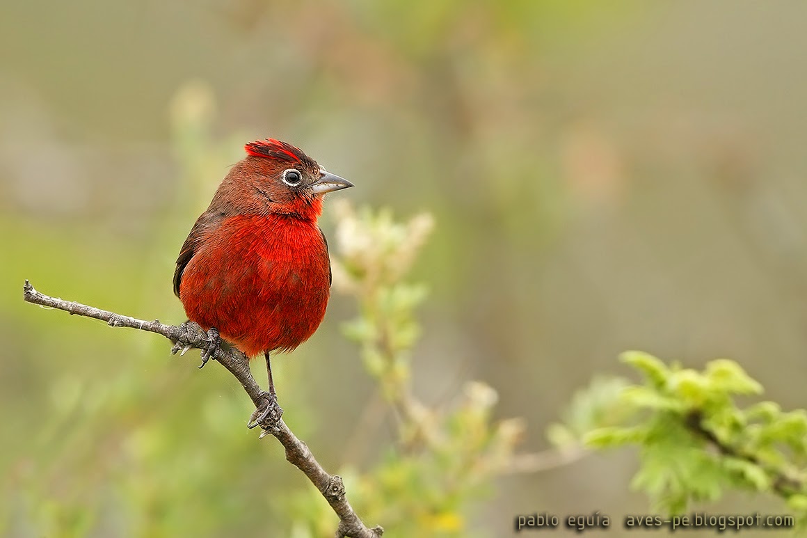 mis fotos de aves: Coryphospingus cucullatus Brasita de Fuego Red ...