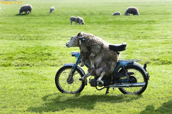 Funny Animals On Bike Photos And Wallpapers 2013 | Funny Animals